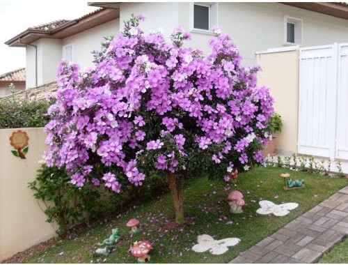 Como plantar e cuidar do Manacá-da-serra (Tibouchina mutabilis ...