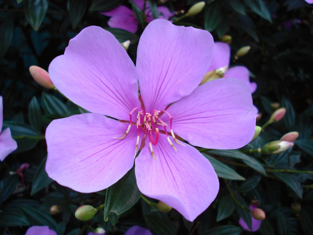 Características e cultivo do Manacá-da-serra (Tibouchina mutabilis ...