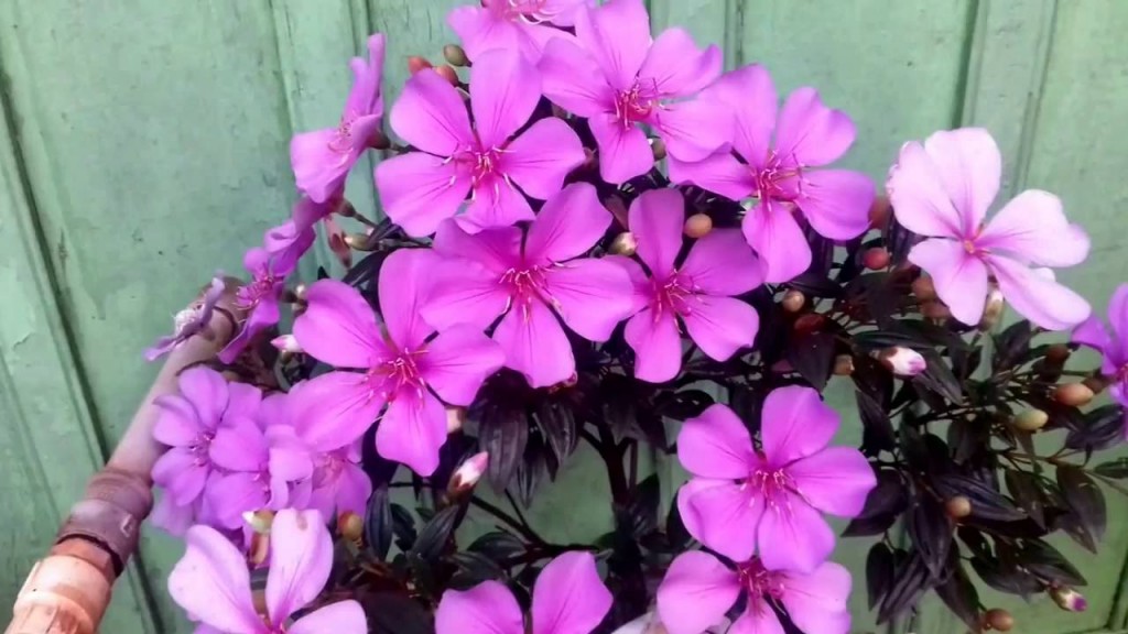Saiba como cuidar e plantar o Manacá-da-serra (Tibouchina mutabilis ...