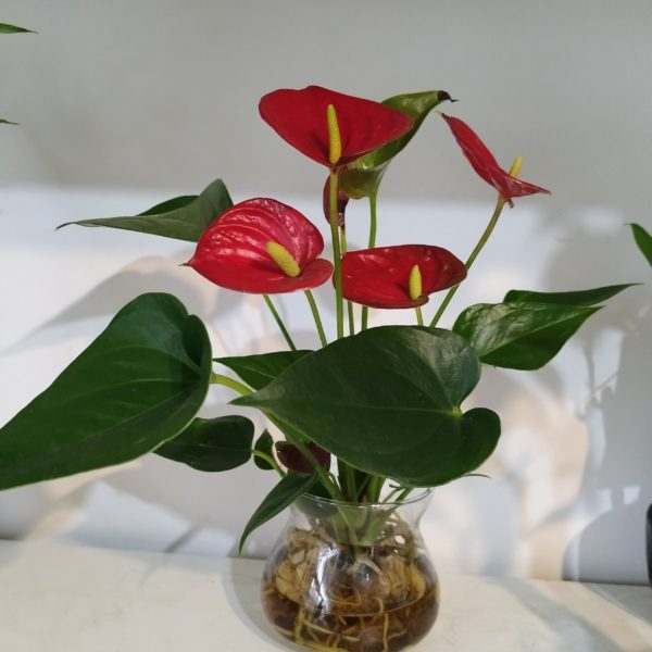 Cuidados com o mini Antúrio (Anthurium andraeanum) | - PlantaSonya - O ...