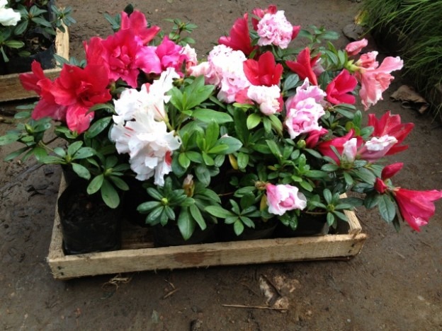 Mini-Azaléia – (Rhododendron catawbiense) - PlantaSonya - O seu blog ...