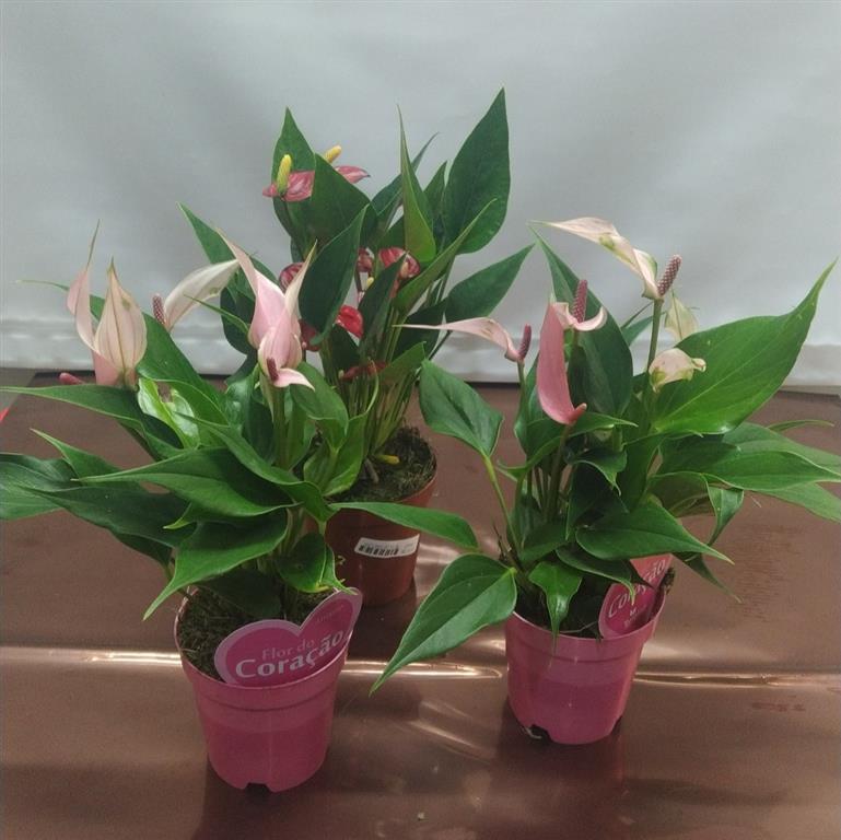 Cuidados com o mini Antúrio (Anthurium andraeanum) | - PlantaSonya - O ...