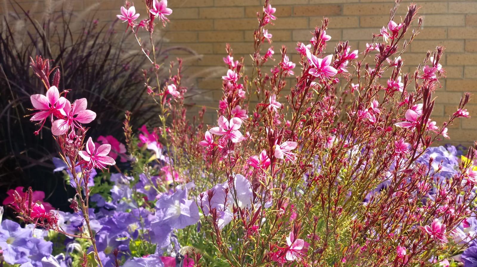 Miosotis – (Myosotis alpestre) - PlantaSonya - O seu blog sobre cultivo ...