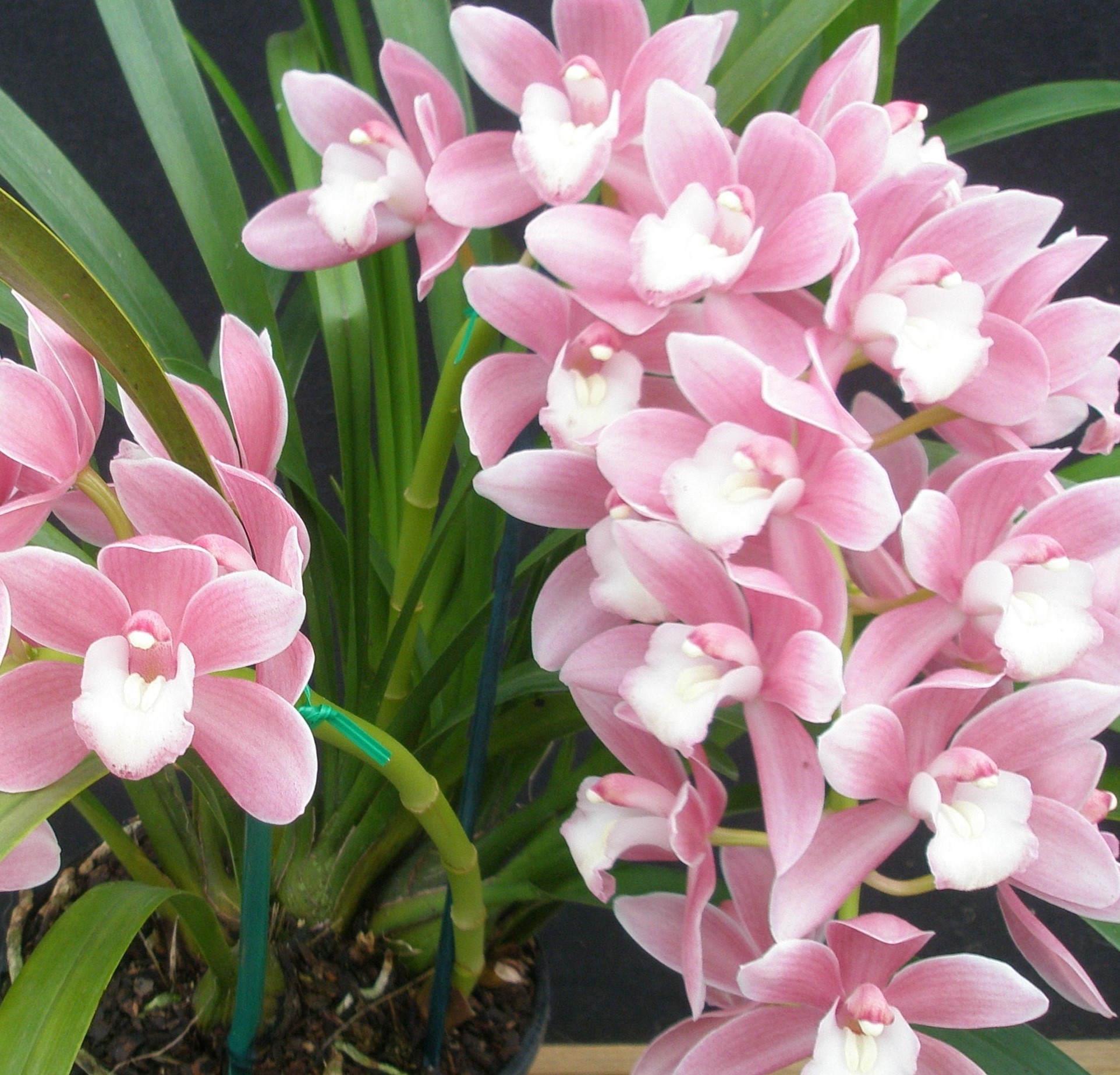 Conhecendo a Orquídea Cymbidium - PlantaSonya - O seu blog sobre ...