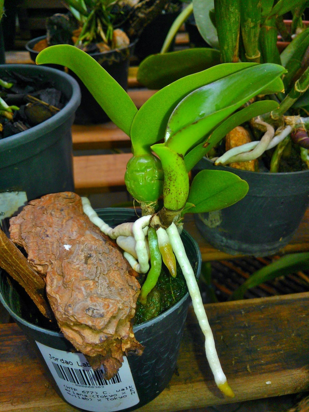 As Raíses e sua Anatomia - PlantaSonya - O seu blog sobre cultivo de ...