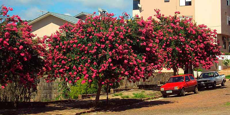 Resedá – (Lagerstroemia indica) - PlantaSonya - O seu blog sobre ...