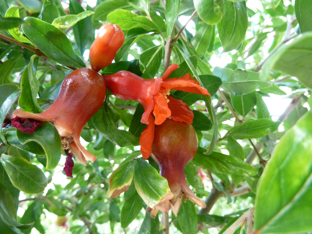 Saiba como cultivar Romã (Punica Granatum) em vasos - PlantaSonya - O ...