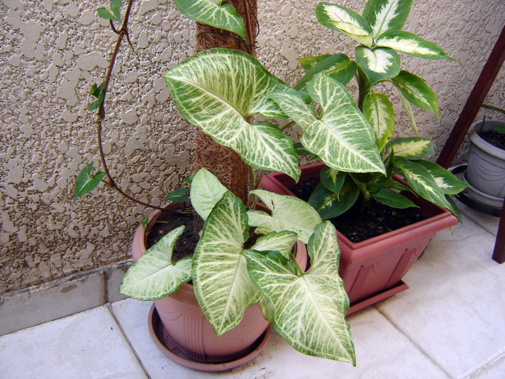 Cultivo e cuidados do Singônio - PlantaSonya - O seu blog sobre cultivo ...