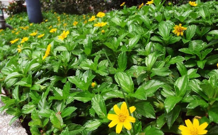 Plantas de Forração - PlantaSonya - O seu blog sobre cultivo de plantas ...